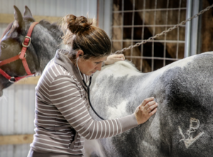 SUCCEED Equine | Products & Resources for Horse Gut Health