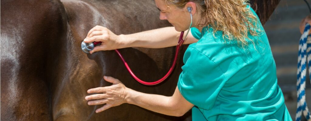 Diagnosing and Managing Enteritis in Horses