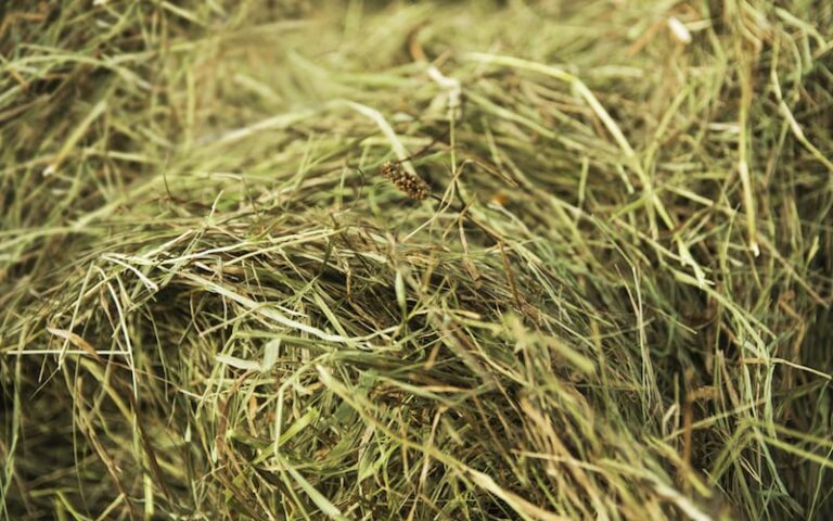 Hay is for Horses, on Selecting and Inspecting Quality Hay