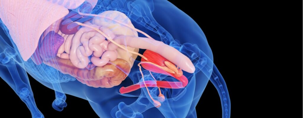 Common Hindgut Problems in Horses | SUCCEED Blog