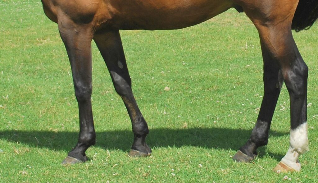 The Three Stages of a Bot Fly Invasion in Your Horse