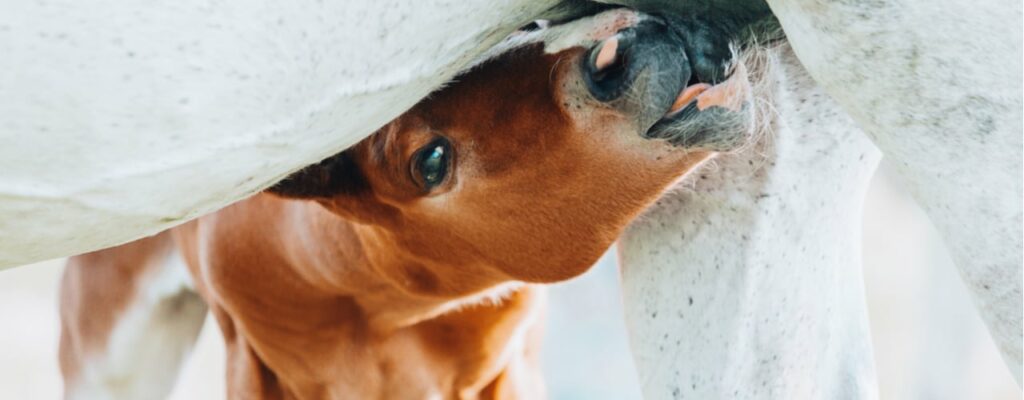 Managing GI Health & Feeding SUCCEED for Foals | SUCCEED Equine Blog