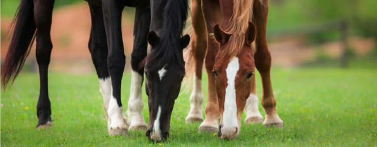 NRC Nutrient Requirements Of Horses | SUCCEED Equine Blog