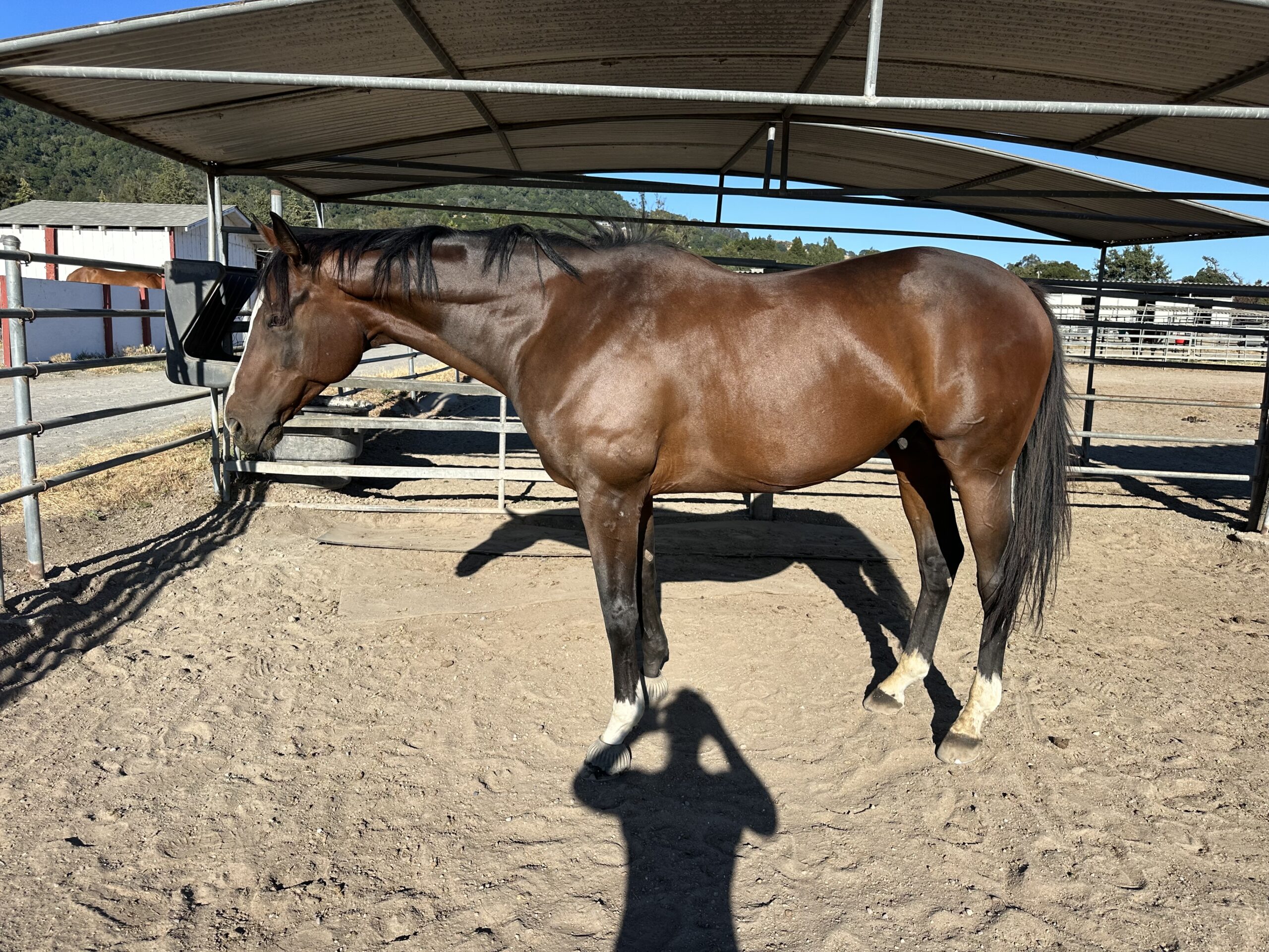 - Succeed Equine