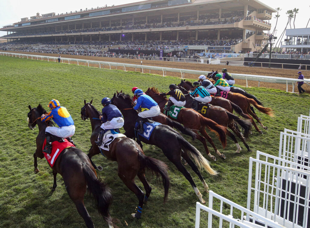 Managing Stress and Digestive Health in Performance Horses - Succeed Equine