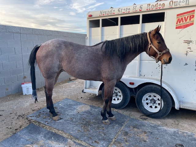 Stephanie Malone - Succeed Equine